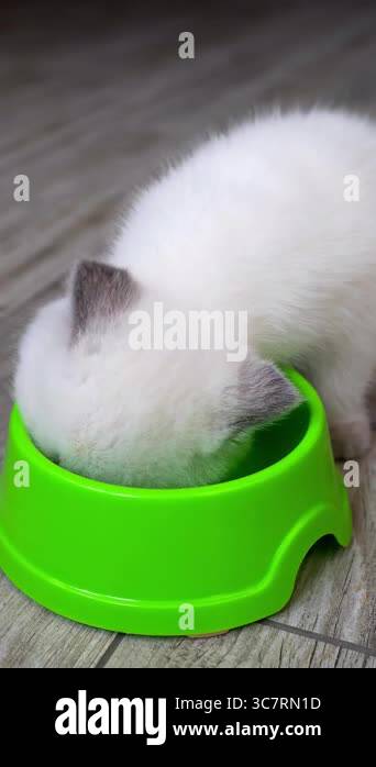 Kitten eating from plate. Cute small cat eating food at home. Vertical ...
