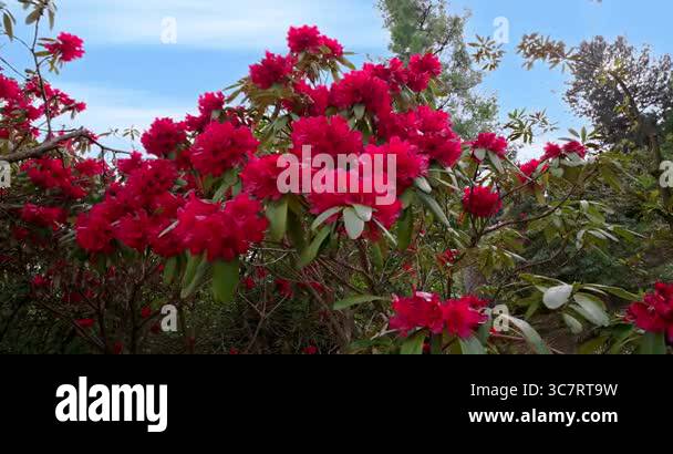 Azalea plant Stock Videos & Footage - HD and 4K Video Clips - Alamy