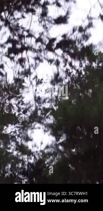 Bottom view of tree crowns at the background of grey autumn cloudy sky ...