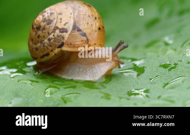 Snails are crustacean land animals in the class of mollusks. They live ...