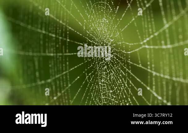 Wet spider web rain Stock Videos & Footage - HD and 4K Video Clips - Alamy