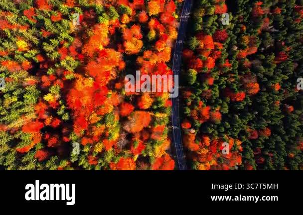 Autumn Forest Pathway with Drifting Leaves Stock Video Footage - Alamy