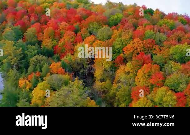 Autumn Forest Pathway with Drifting Leaves Stock Video Footage - Alamy