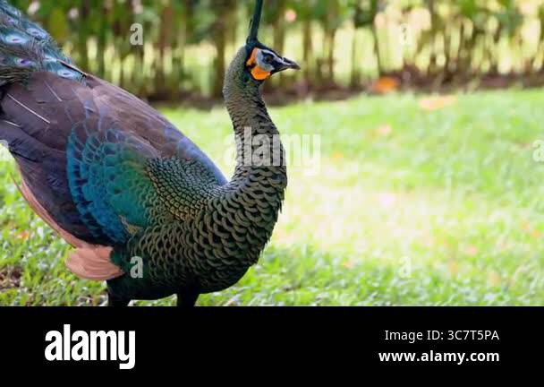 Male Peacock Displaying Vibrant Plumage in Garden 4K Wildlife Video ...
