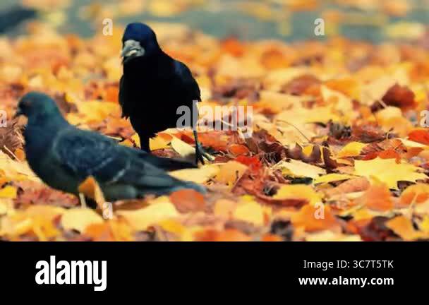 Rook Standing Among Fallen Autumn Leaves 4K Wildlife Footage Stock ...