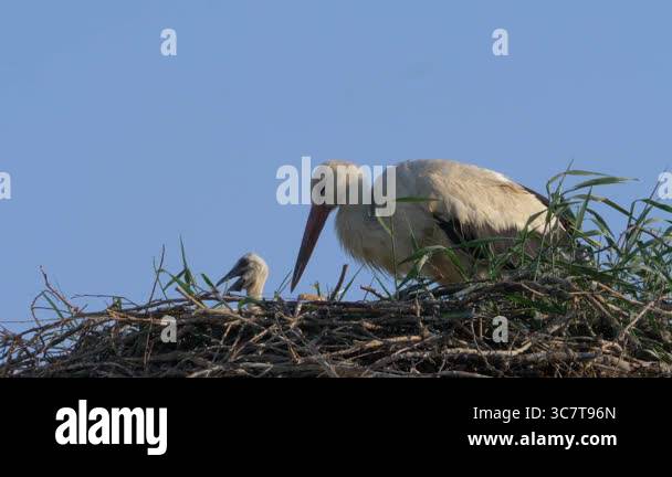 The white stork with chicks in the nest Stock Video Footage - Alamy