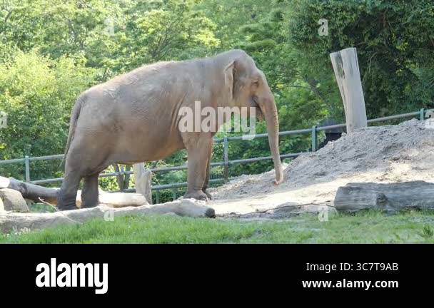 Asiatic Elephant at zoo. Swinging - signs of anxiety and depression in ...