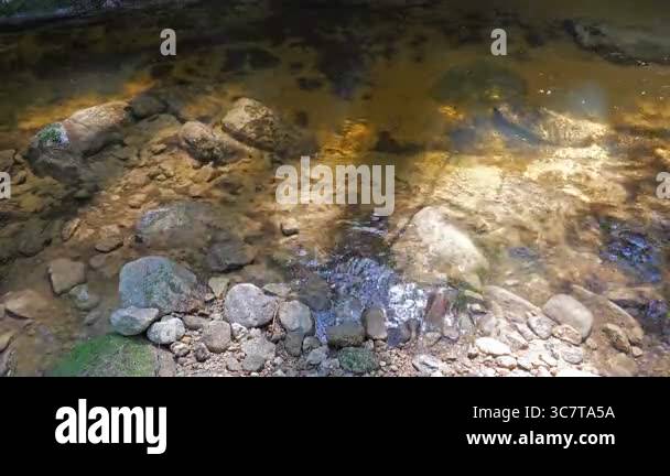 Stream of pure flowing water in a forest, with audio Stock Video ...