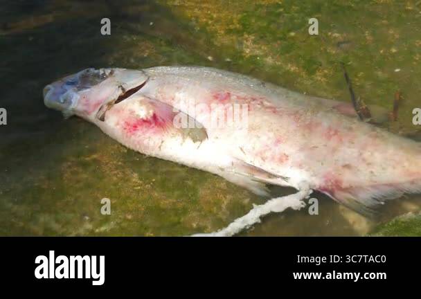 Dead fish floating in a water Stock Video Footage - Alamy