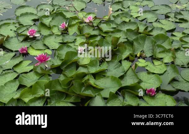 Lily lilies fresh water Stock Videos & Footage - HD and 4K Video Clips ...