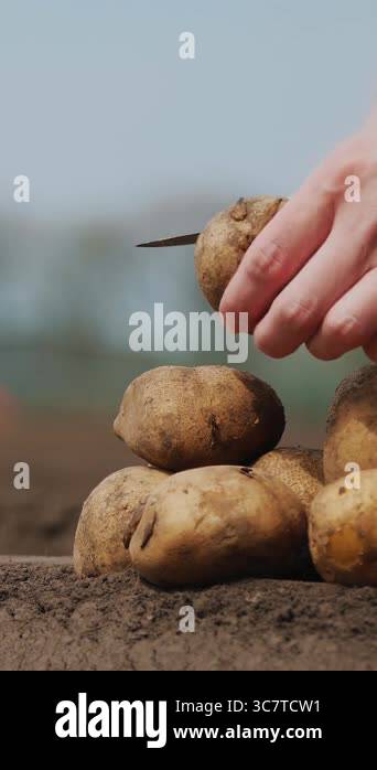 Female hands cut potato into 2 halves, near hill of potato tubers on ...
