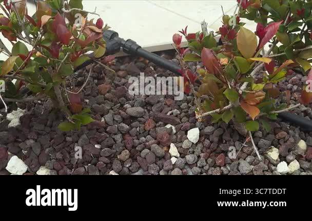 Close-up of a drip irrigation system in a landscaped garden with ...