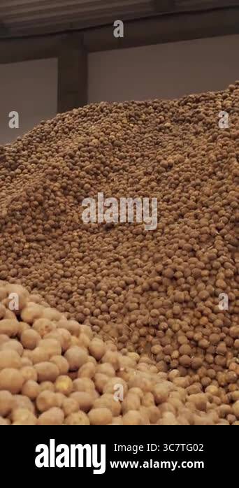 Potatoes storage in warehouse . potato raw materials for food industry ...