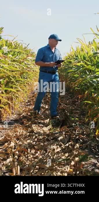 Corn plantation. cornfield. Farmer, with digital tablet, walking ...