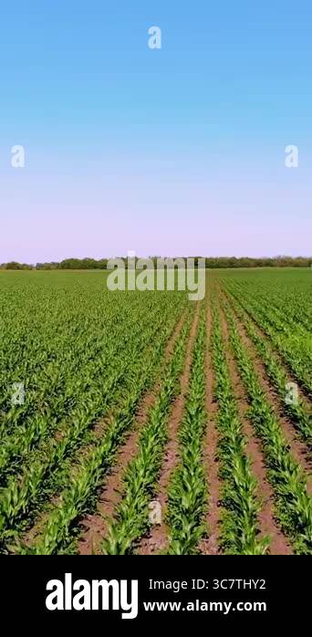 Aero, young green corn, maize sprouts, shoots, planted in rows in field ...