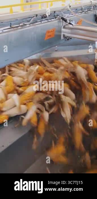 Corn. corn seeds production. Corn processing factory. an enterprise for ...