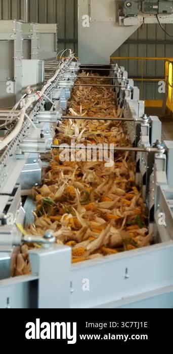 Corn. corn seeds production. Corn processing factory. an enterprise for ...