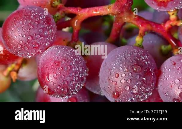 Close-up shot of a bunch of red grapes glistening with dew drops on a ...