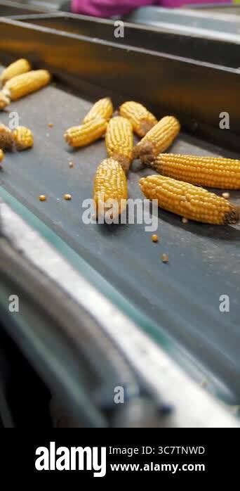 Corn cobs on conveyor belt. close-up. de-foliated corn cobs are moving ...