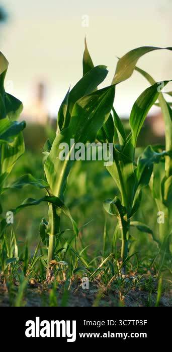 Young corn plant in sunlight. Corn field, warm spring day, growing corn ...