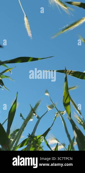 Green field tall oats Stock Videos & Footage - HD and 4K Video Clips ...