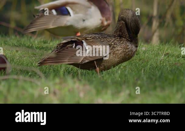 Serene mallard ducks forage peacefully on lush green grass, showcasing ...