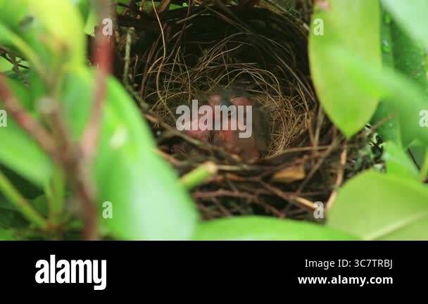 Days old baby Stock Videos & Footage - HD and 4K Video Clips - Alamy
