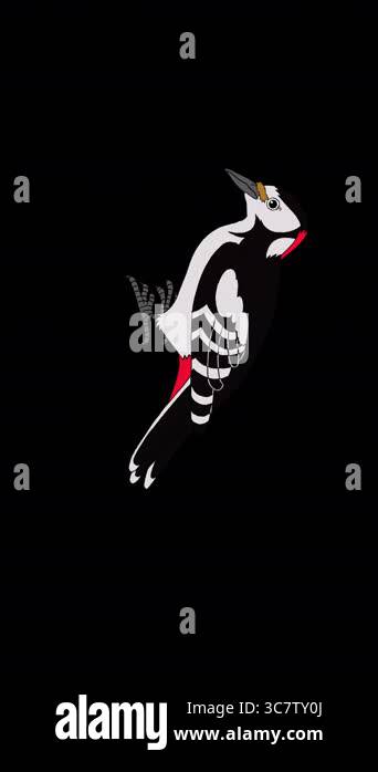 Woodpecker. Handmade 2D animated HD footage isolated on alpha channel ...