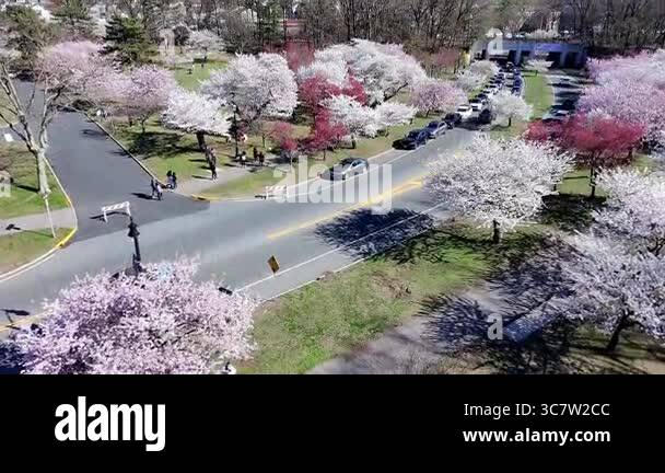 an aerial view of the Cherry Blossom Festival in Branch Brook Park ...