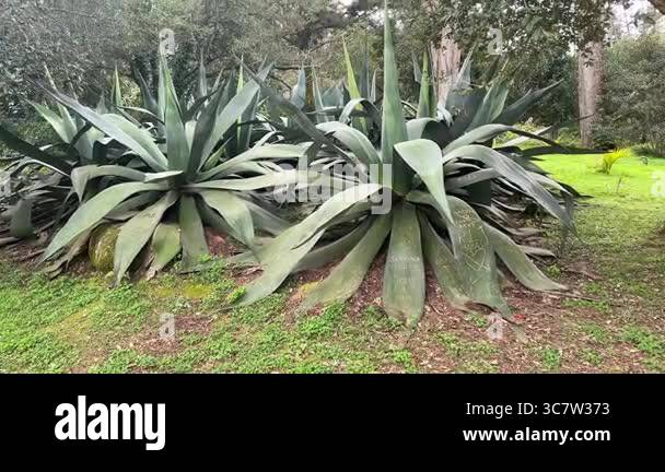 Large agave plants with thick, pointed leaves growing in a lush green ...