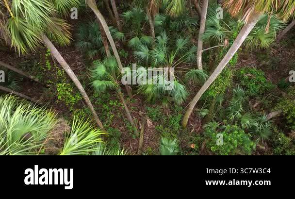 Florida subtropical jungles with green palm trees and wild vegetation ...