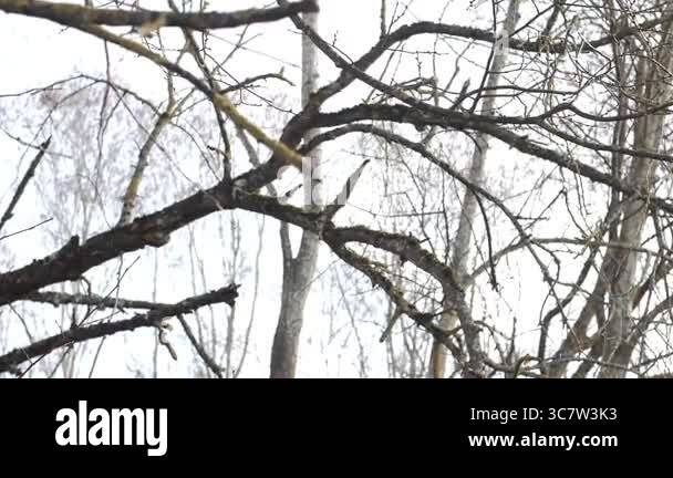 A dry tree branch in sharp focus with a blurred background of moss. The ...
