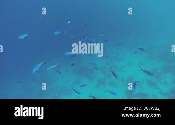 School of suez fusilier fishes swims in the Red Sea underwater shot ...