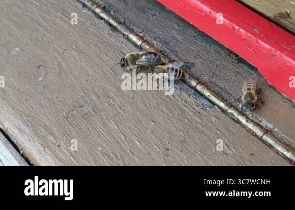 Honey bee drones are ejected from the hive by worker bees in late ...