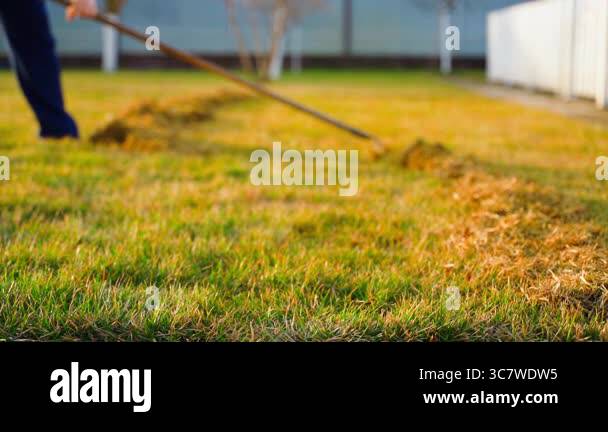 The process of cleaning lawns from dry dead grass in spring. Gardener ...