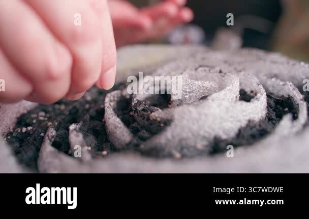 The process of sowing seeds for growing seedlings in a snail. A womans ...