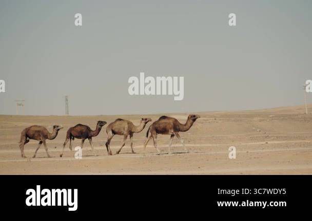 Camels walk in a line across the Moroccan desert. Sand stretches as far ...
