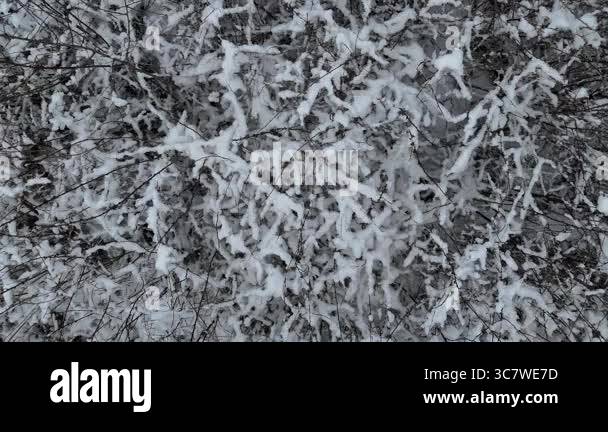 A detailed view of snow-covered bushes and branches captured from above ...