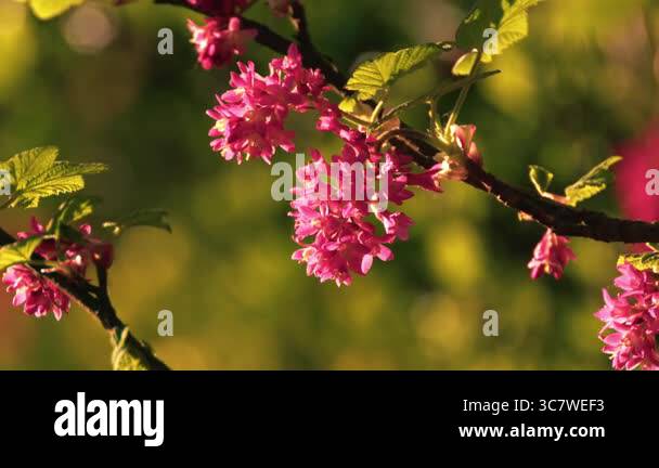 Red flowering currant hedge blooming pink flowers close up 4k selective ...