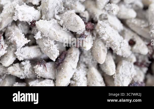 Spoiled uncooked rice grains with granary pests rice weevils crawling ...