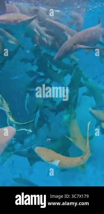 A group of sharks swims in clear blue water in the Maldives, showcasing ...