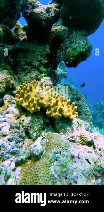 Lobophytum is a genus of soft corals commonly known as devils hand ...