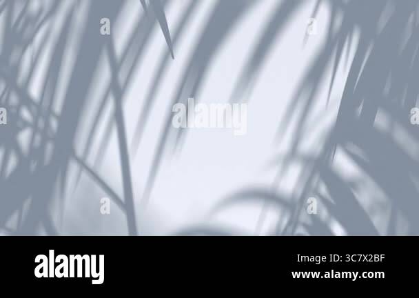 3D Animation - Shadow of plant leaves moving in the wind in a loop on ...