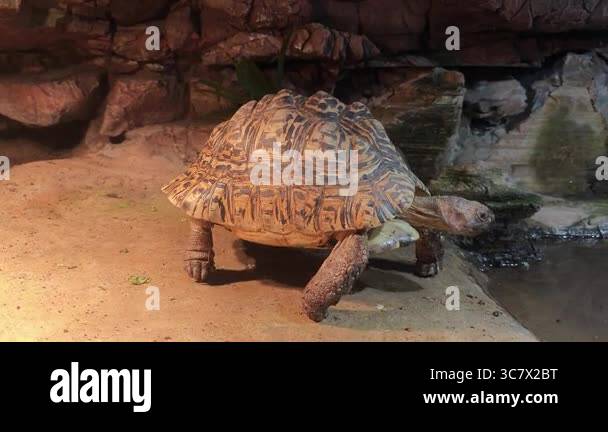 Turtle rock light Stock Videos & Footage - HD and 4K Video Clips - Alamy