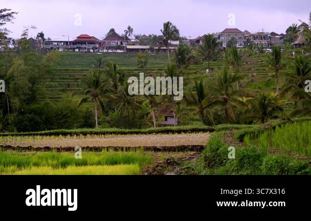 Still video captures the rural landscape of Jatiluwih with expansive ...