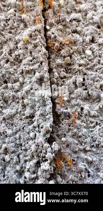 Close-up video of a group of red or orange-red ants migrating on a ...