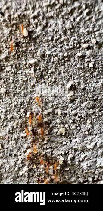 Close-up video of a group of red or orange-red ants migrating on a ...
