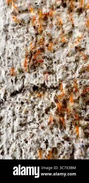 Close-up video of a group of red or orange-red ants migrating on a ...