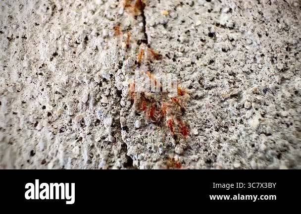 Close-up video of a group of red or orange-red ants migrating on a ...