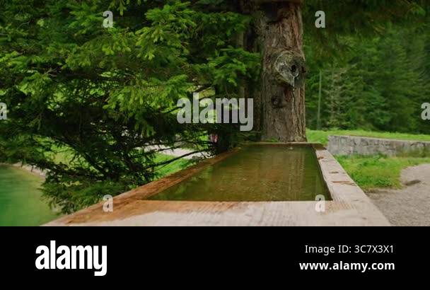 A rustic wooden water trough with fresh spring water surrounded by pine ...